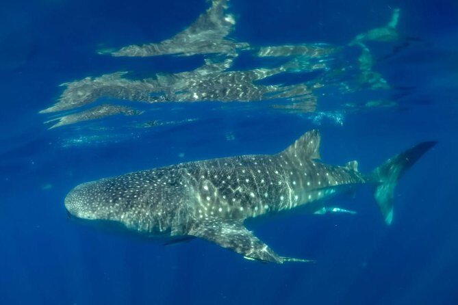 Private Whale shark Ecofriendly tour from Cancun - Final Thoughts: Who Will Love This Experience?