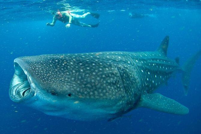 Private Whale shark Ecofriendly tour from Cancun - FAQs