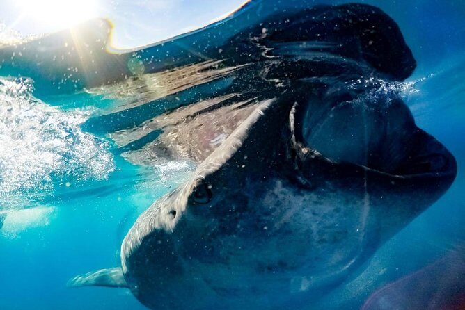Private Whale Shark Ecofriendly Tour from Riviera Maya - Key Points