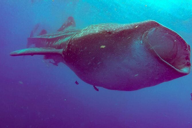 Private Whale Shark Ecofriendly Tour from Riviera Maya - Deep Dive: The Itinerary Breakdown