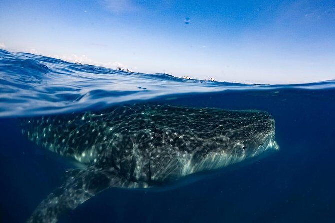 Private Whale Shark Ecofriendly Tour from Riviera Maya - Final Thoughts