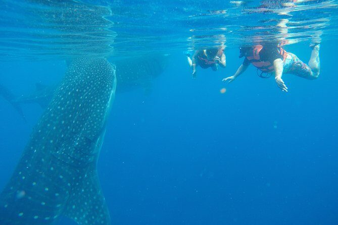 Private Whale Shark Tour from Cancun - Why This Tour Offers Great Value