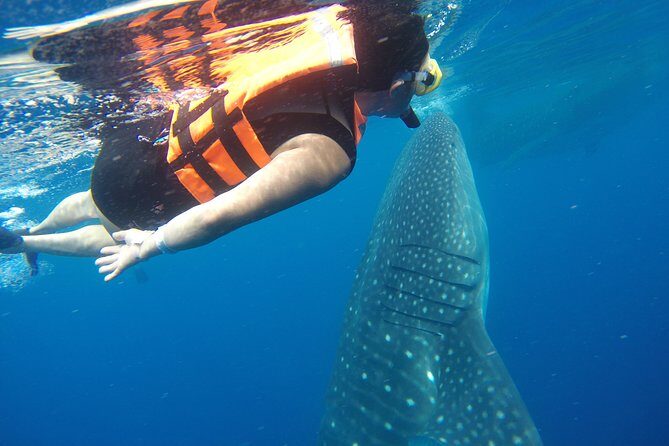 Private Whale Shark Tour from Playa del Carmen - FAQ