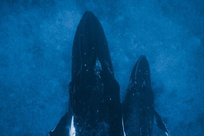 Private Whale Watching Activity - FAQs