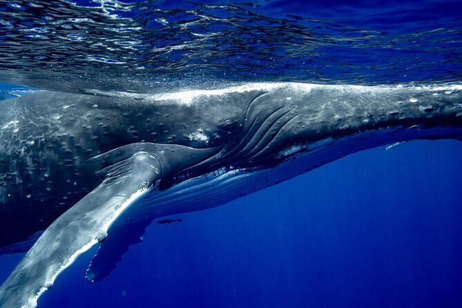 Private Whale Watching Adventure in Mo'orea - FAQs