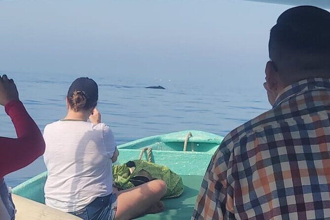 private whale watching at sunset - Introduction