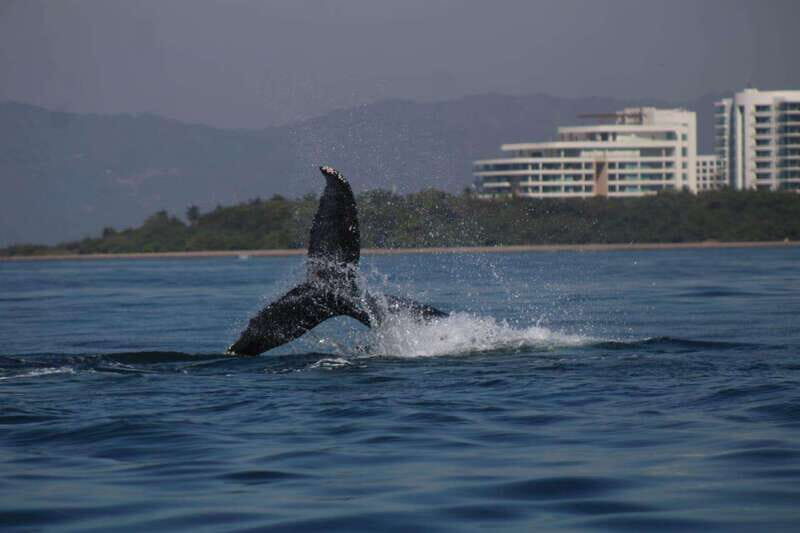 Private whale watching in mazatlan - An In-Depth Look at the Mazatlan Whale Watching Experience