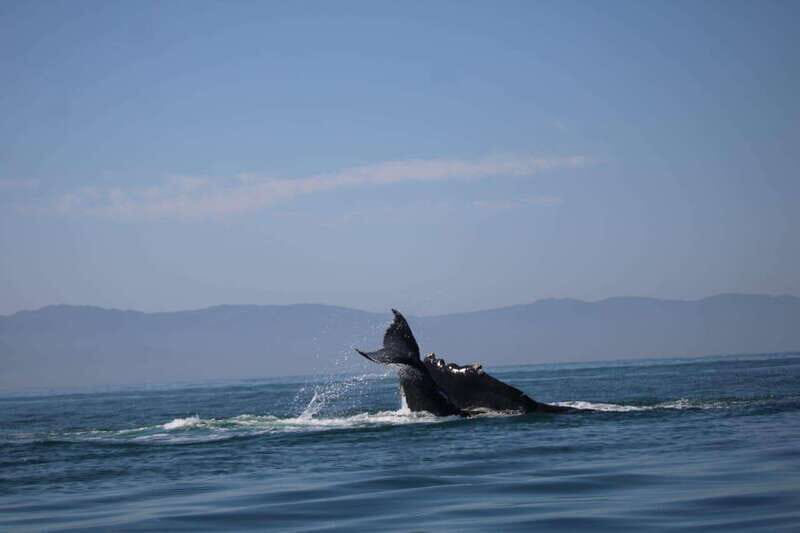 Private whale watching in mazatlan - Final Thoughts