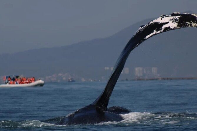 Private whale watching in Puerto Vallarta for 3 Hours - Exploring the Whale Watching Experience in Puerto Vallarta