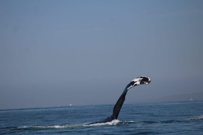Private whale watching in Puerto Vallarta for 3 Hours - Final Thoughts