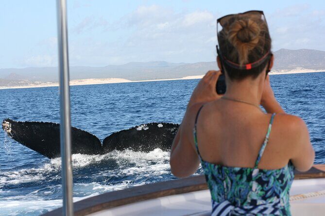 Private Whale Watching in San José del Cabo - Private Whale Watching in San José del Cabo: An Authentic Marine Adventure