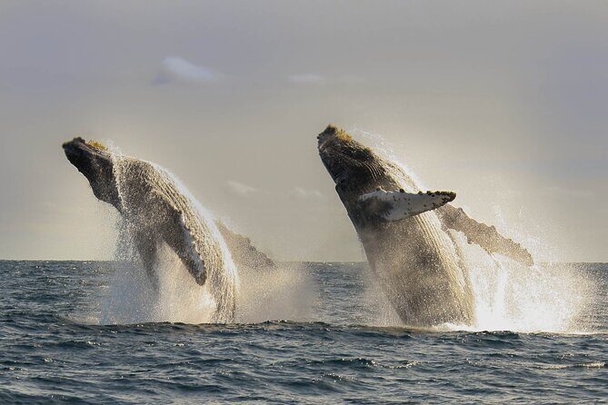 Private Whale Watching in San José del Cabo - Key Points