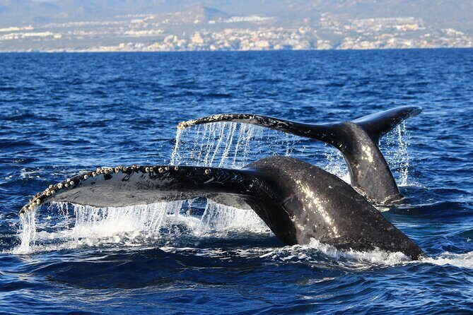 Private Whale Watching in San José del Cabo - The Value Proposition