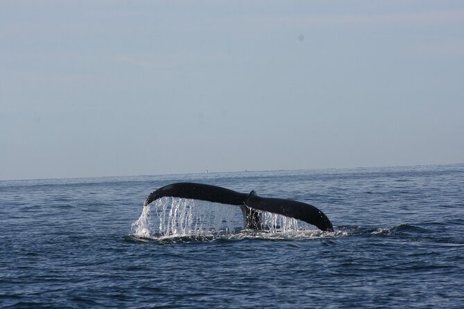 Private Whale Watching in San José del Cabo - Wrapping Up