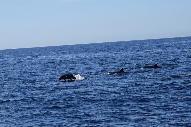 Private Whale Watching in San Jose Del Cabo snack,drinks,Warranty - Final Thoughts