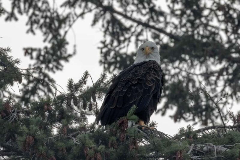 Private Whale Watching Nanaimo - Open Boat - An In-Depth Look at the Nanaimo Whale Watching Experience