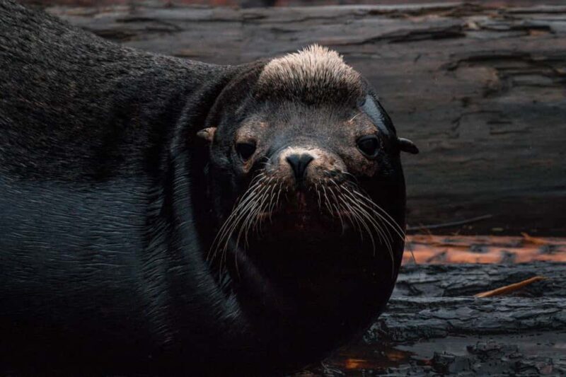 Private Whale Watching Nanaimo - Semi-Covered Boat - Additional Practical Notes