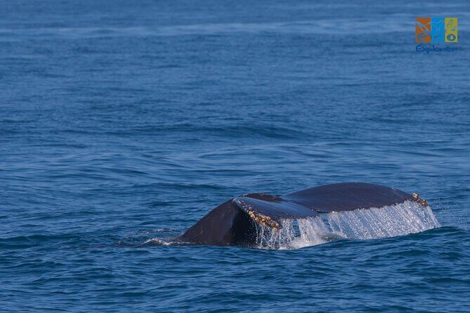 Private Whale watching Puerto Vallarta - Key Points
