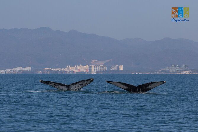 Private Whale watching Puerto Vallarta - What Makes This Tour Special?