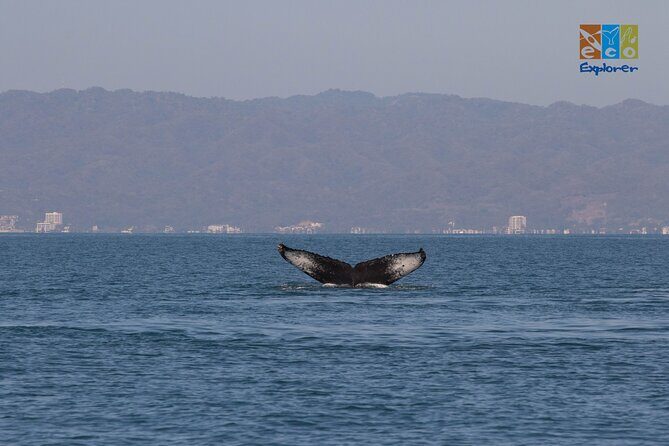 Private Whale watching Puerto Vallarta - Whats Included and What to Expect