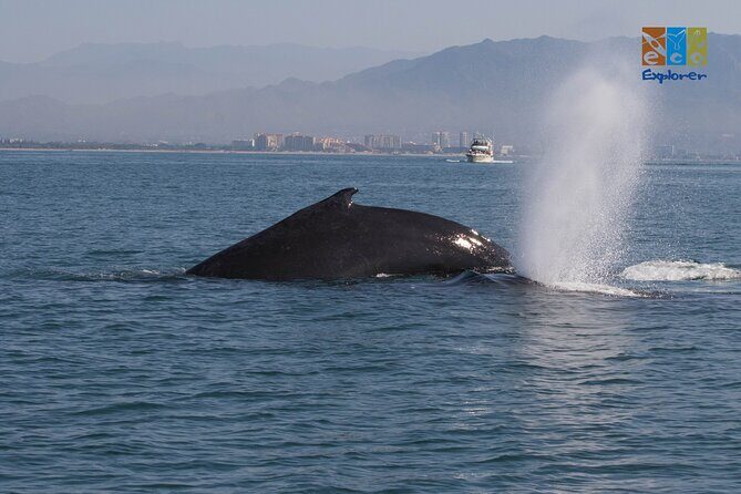 Private Whale watching Puerto Vallarta - Practical Details