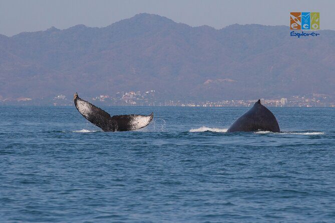 Private Whale watching Puerto Vallarta - Pros and Cons Summary