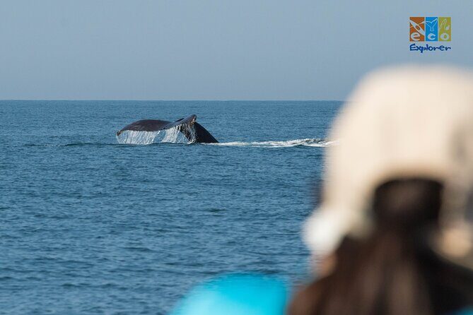 Private Whale watching Puerto Vallarta - Who is This Tour Best For?