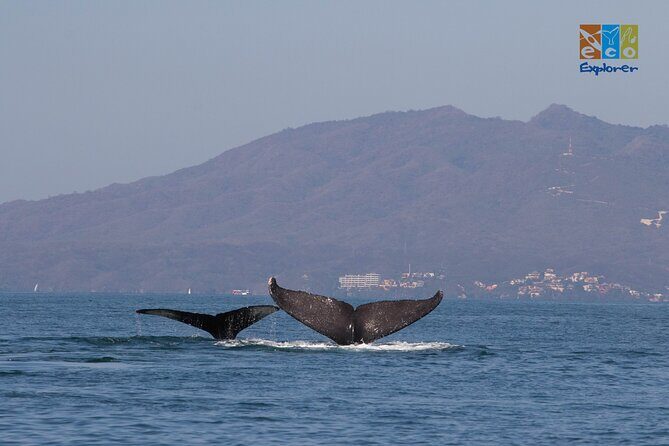 Private Whale watching Puerto Vallarta - FAQs