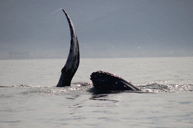 Private Whale Watching Tour in Puerto Vallarta - Key Points
