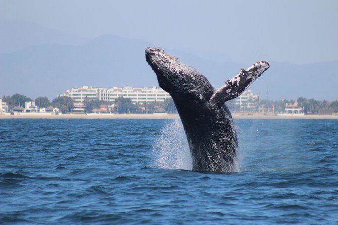 Private Whale Watching Tour in Puerto Vallarta - The Value of a Private Boat and Guided Tour