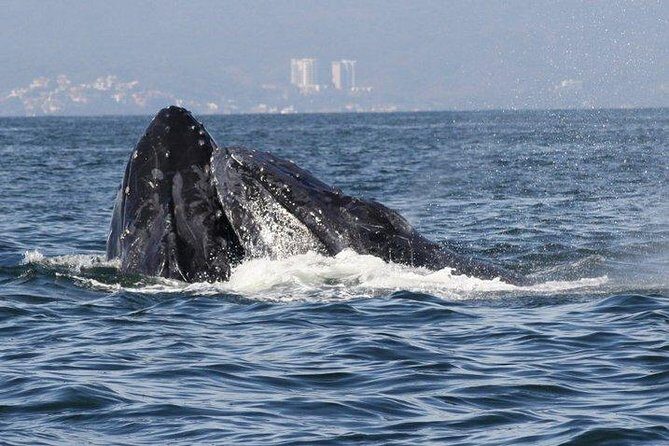 Private Whale Watching Tour in Puerto Vallarta - Who Will Love This Tour?