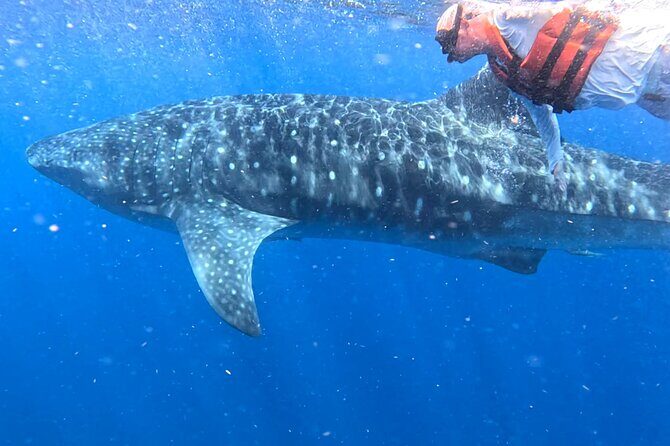 Private Whale Watching Tours in Isla Mujeres - A Deep Dive into the Whale Shark Adventure