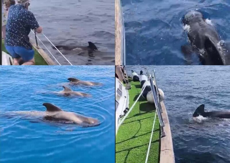 Private Whales & Dolphins Excursion: for you exclusively! - A Detailed Look at the Experience