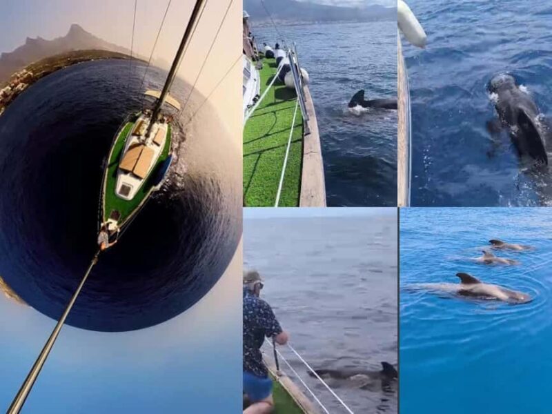 Private Whales & Dolphins Excursion: for you exclusively! - The Sum Up