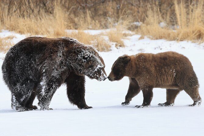 Private Whittier Cruise Transfer & Scenic Tour for Large Groups - The Sum Up: Is This Tour Worth It?