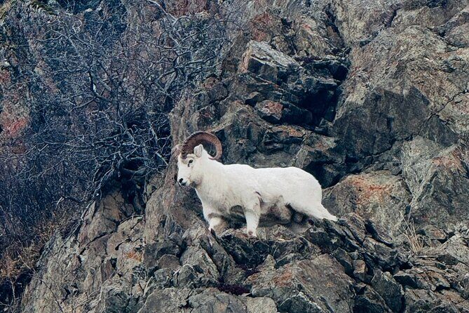 Private Whittier Cruise Transfer & Scenic Tour for Large Groups - FAQ