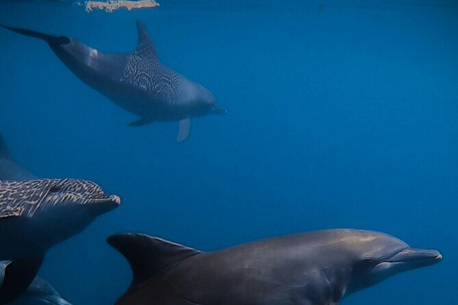 Private Wild Dolphin Encounter Day Trip - A Deep Dive into the Experience