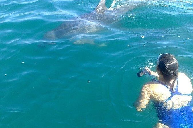Private Wild Dolphin Encounter in Puerto Vallarta - Who will love this experience?