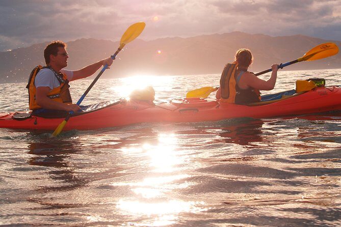 Private Wildlife Kayaking Tour - Kaikoura - An In-Depth Look at the Wildlife Kayaking Experience
