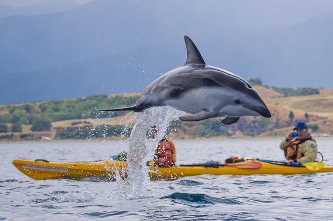 Private Wildlife Kayaking Tour - Kaikoura - The Sum Up