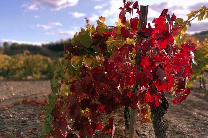 Private Wine and Oil Tour in the Priorat Wine Region - Exploring the Priorat Wine Region: What You Can Expect