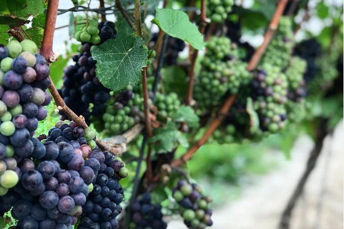 Private Wine & Charcuterie Tour (Customizable) - Exploring the Highlights of the Niagara-On-The-Lake Wine Tour