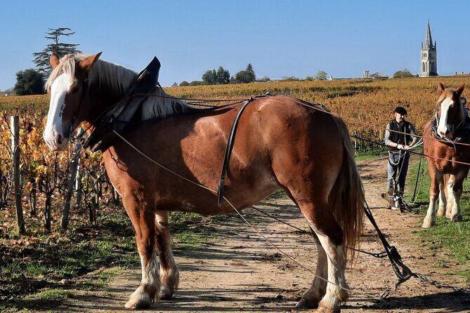 Private Wine Lovers - Super St Emilion - behind the scenes visits top chateaux and medieval town - The Sum Up