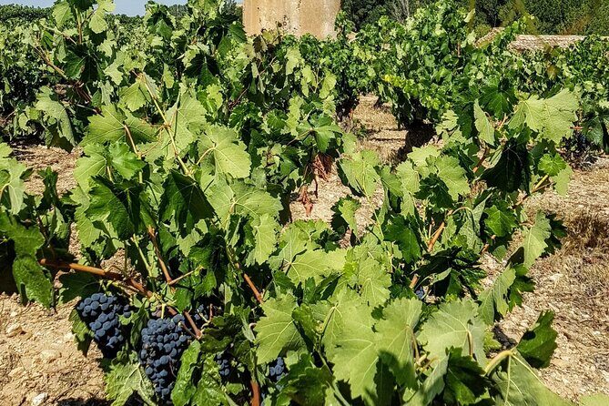Private Wine Tasting And Visit Tour in Ribera Duero - The Underground Caves and Region’s Unique Charm