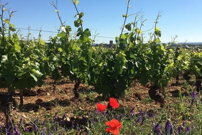 Private Wine Tasting Tour - Burgundy Uncorked!! - An Honest Look at the Private Burgundy Wine Tasting Tour