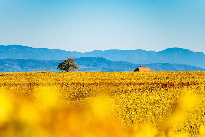 Private Wine Tasting Tour With Personal Driver in Alsace - Key Points