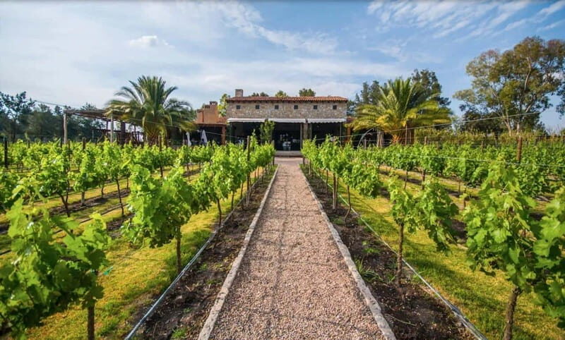 Private Wine Tour from Guanajuato City - An In-Depth Look at the Private Guanajuato Wine Tour