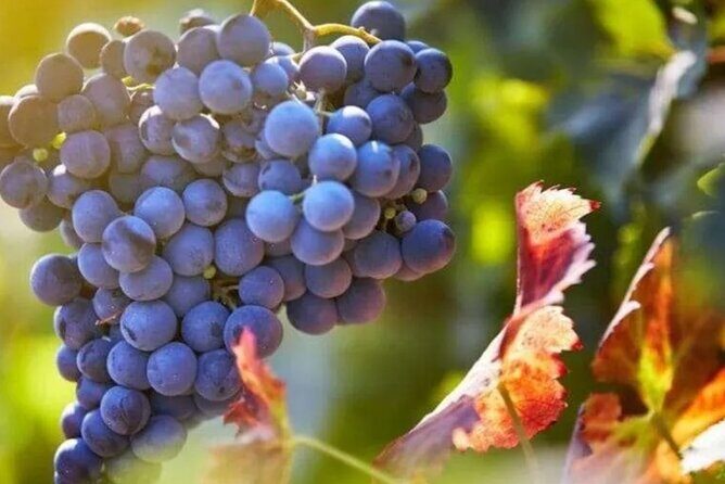 Private Wine Tour in Hunter Valley Pokolbin - Who Would Benefit Most from This Experience?