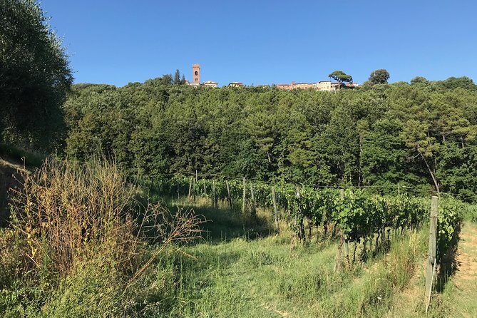 Private wine tour on the magical hills of Lucca (2 wineries) - The Sum Up