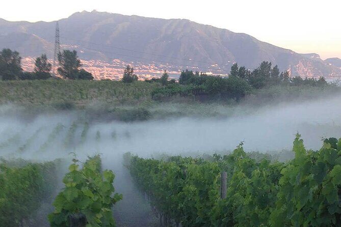 Private Wine Tour,lunch,8 wines, dedicated sommelier and trasport - An In-Depth Look at the Vesuvius Private Wine Tour